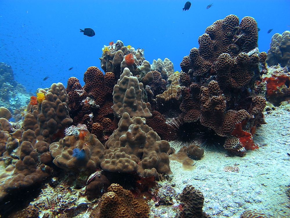 One-way: El fons del mar marítim d'aquesta illa!!!