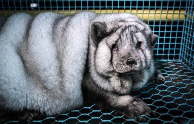 White Wolf : Arctic foxes fattened up by farmers so their fur can be ...