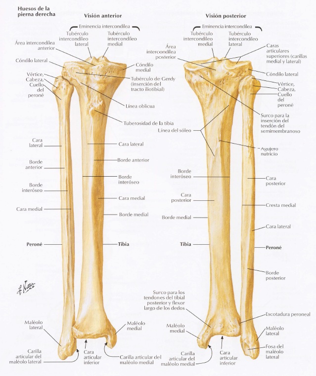 Osteología Miembro Inferior - Kinesiología para Estudiantes