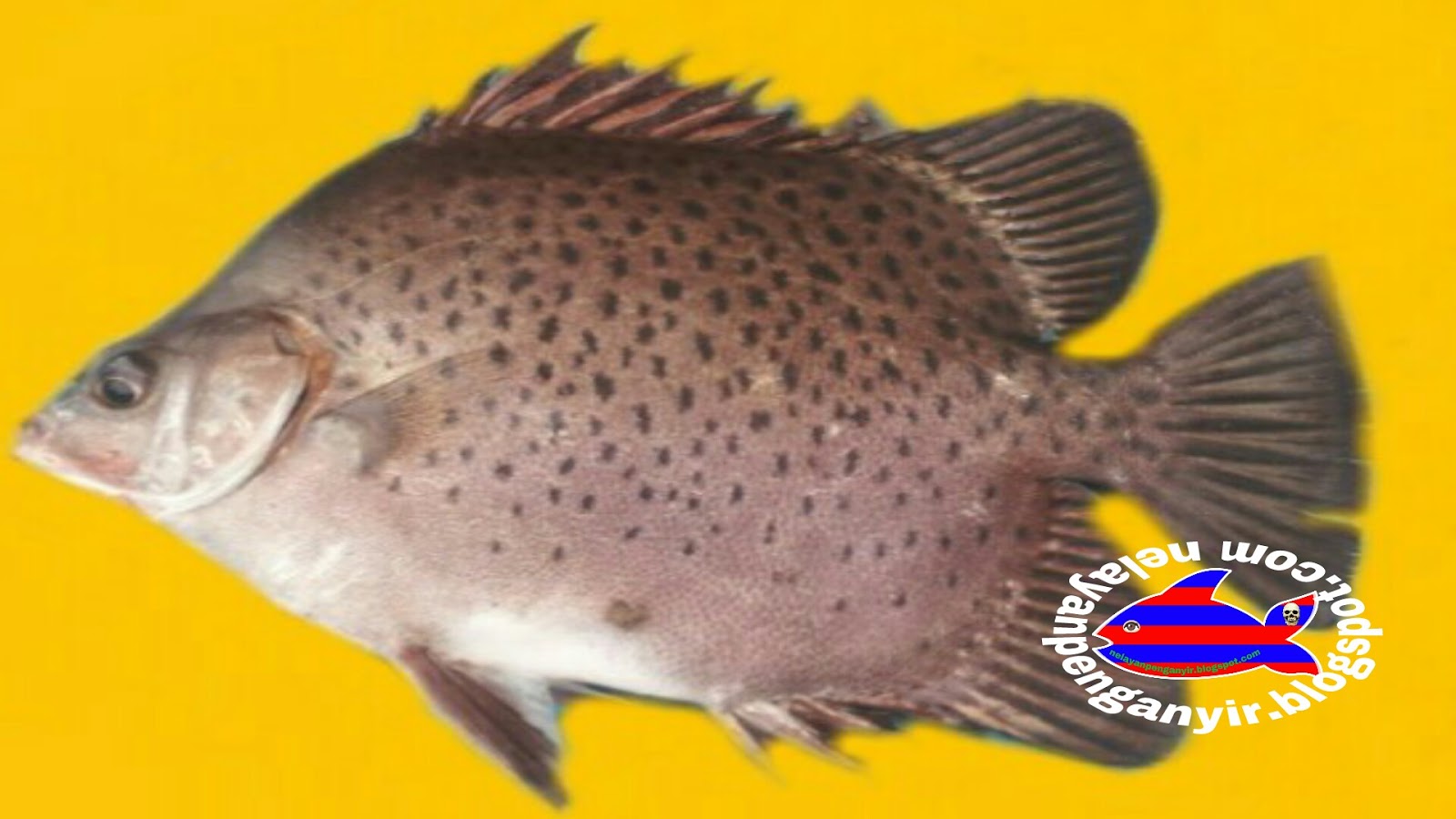 pancing kitang ~ SentapBrow