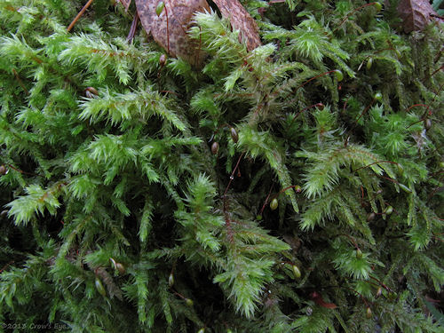 365 Caws: Rhytidiadelphus Triquetrus