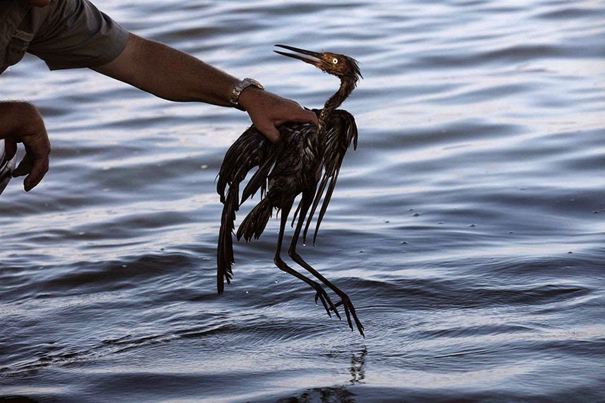navarinoinvestment.blogspot.com: 22+ Heartbreaking Photos Of Pollution ...
