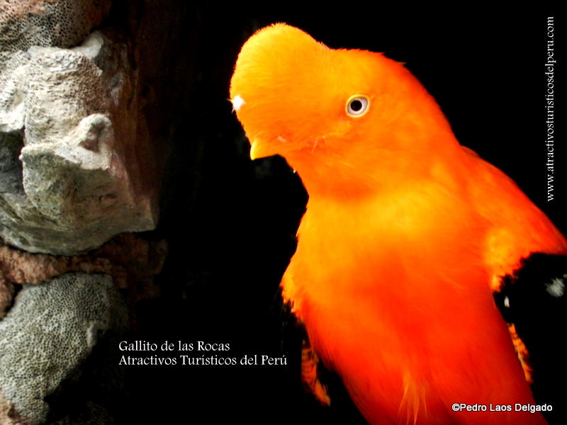 Gallito de las rocas, nuestra ave nacional | Atractivos Turísticos del Perú