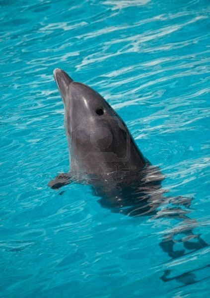 Animals World: dolphins inside water