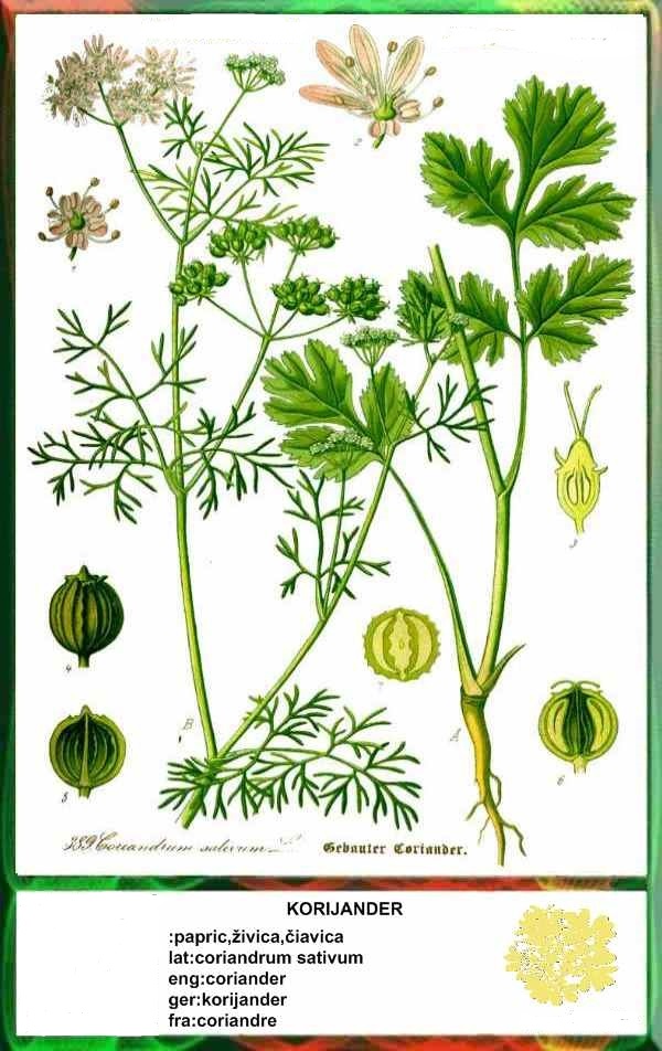 Zdrava travulja: Korijander - začin i lek