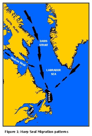Ogunquit Beach Inn, & other adventures....: Harp Seals in Ogunquit