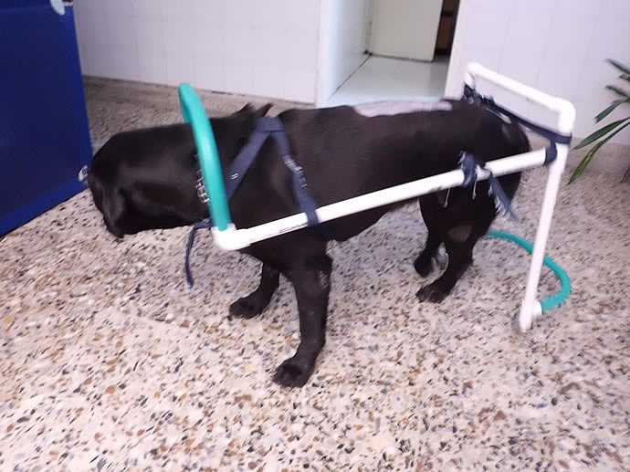 Clínica Veterinaria Zamudio: Fisioterapia como técnica de ...