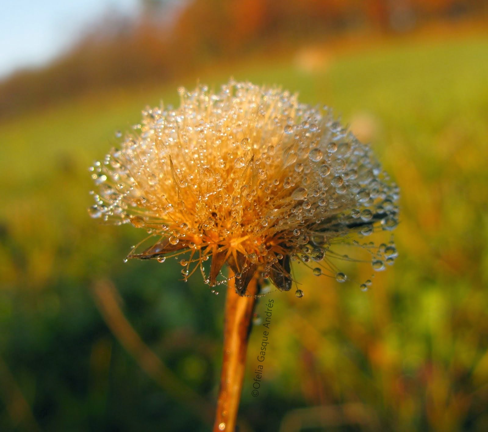Mineral Vegetal: Rocío