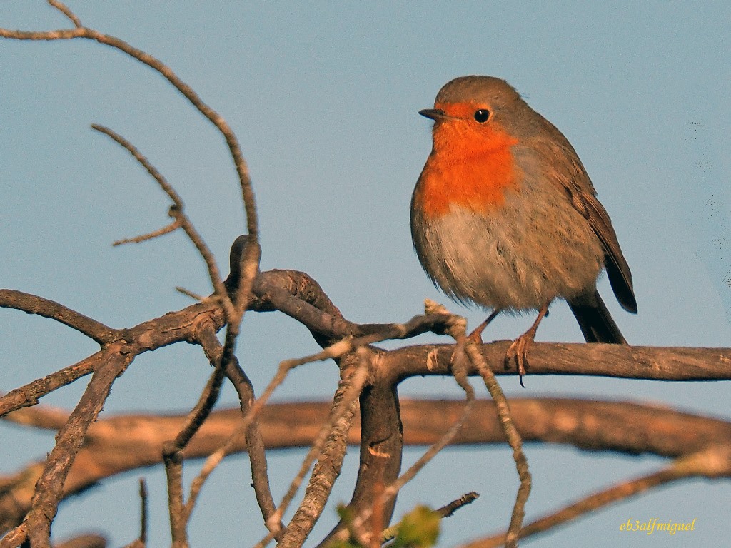 Miguel fotografia: Petirrojo europeo (Erithacus rubecula)
