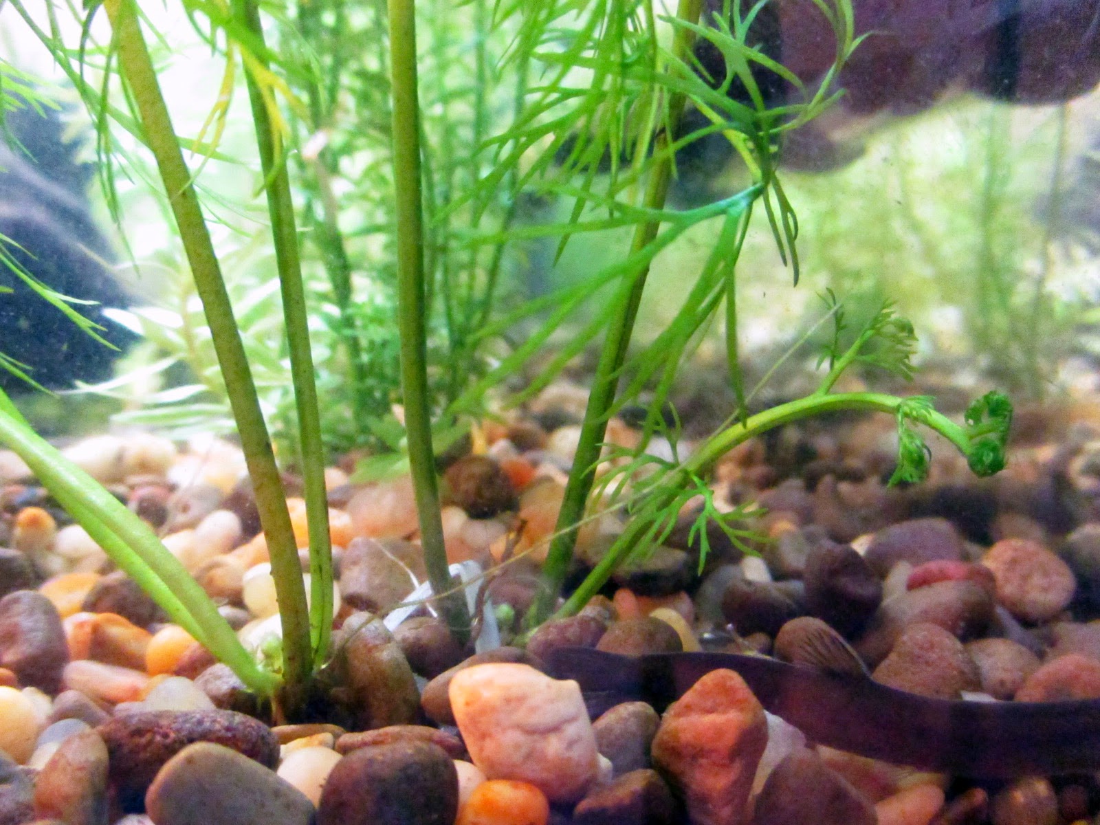 Water Sprite Aquarium Plant