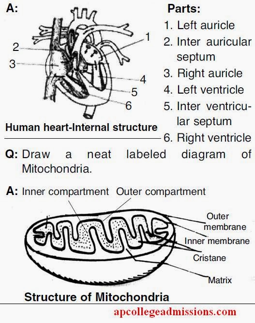 10th Biology Important Bits and Diagrams
