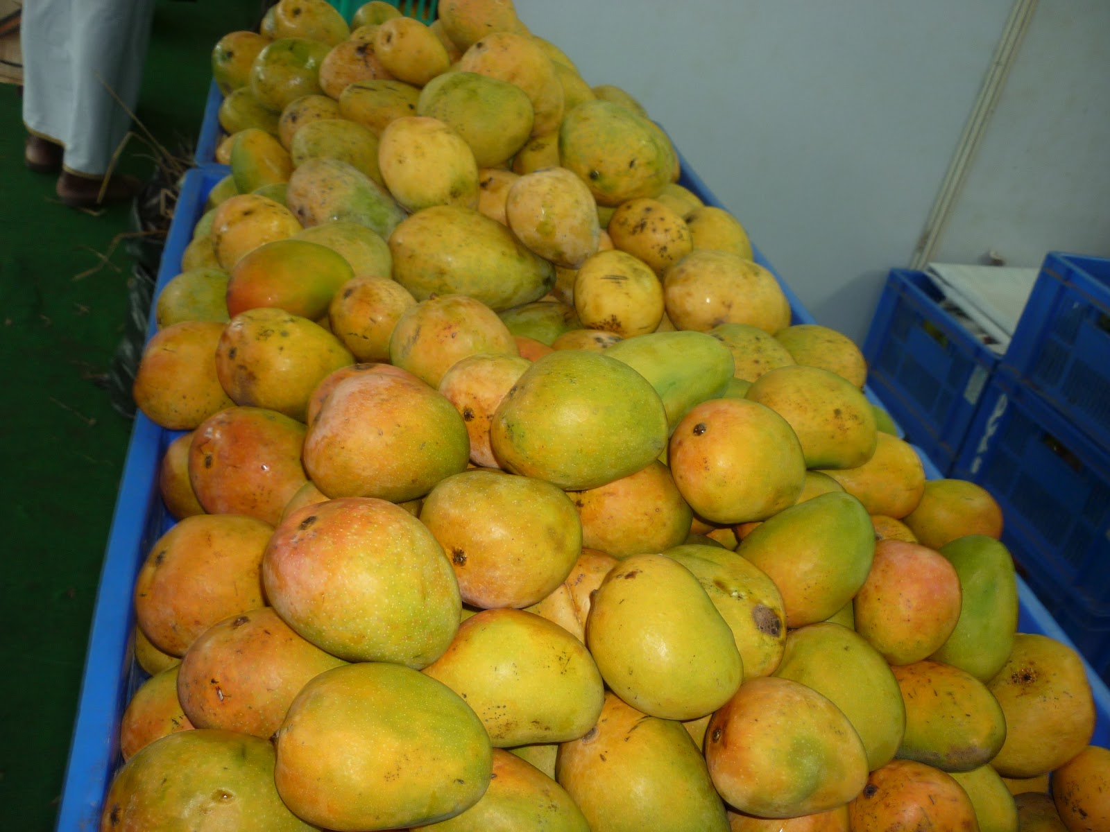 WINDOW OF KNOWLEDGE: MANGO FEST IN THIRUVANANTHAPURAM