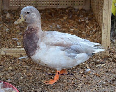 Soaring Hawks Farm: Call Ducks