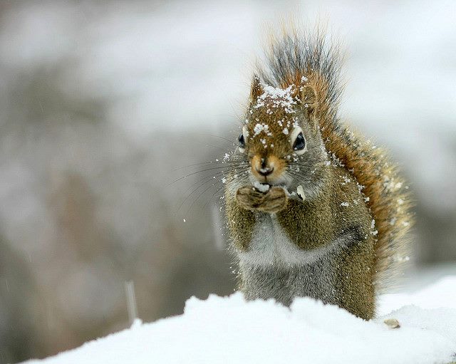 The News For Squirrels: October Is Squirrel Awareness Month!