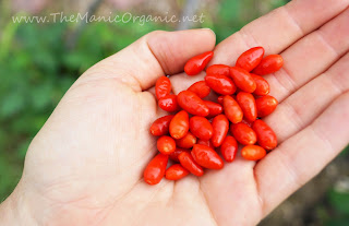 The Manic Organic: Native Florida Crops: The Bird Pepper