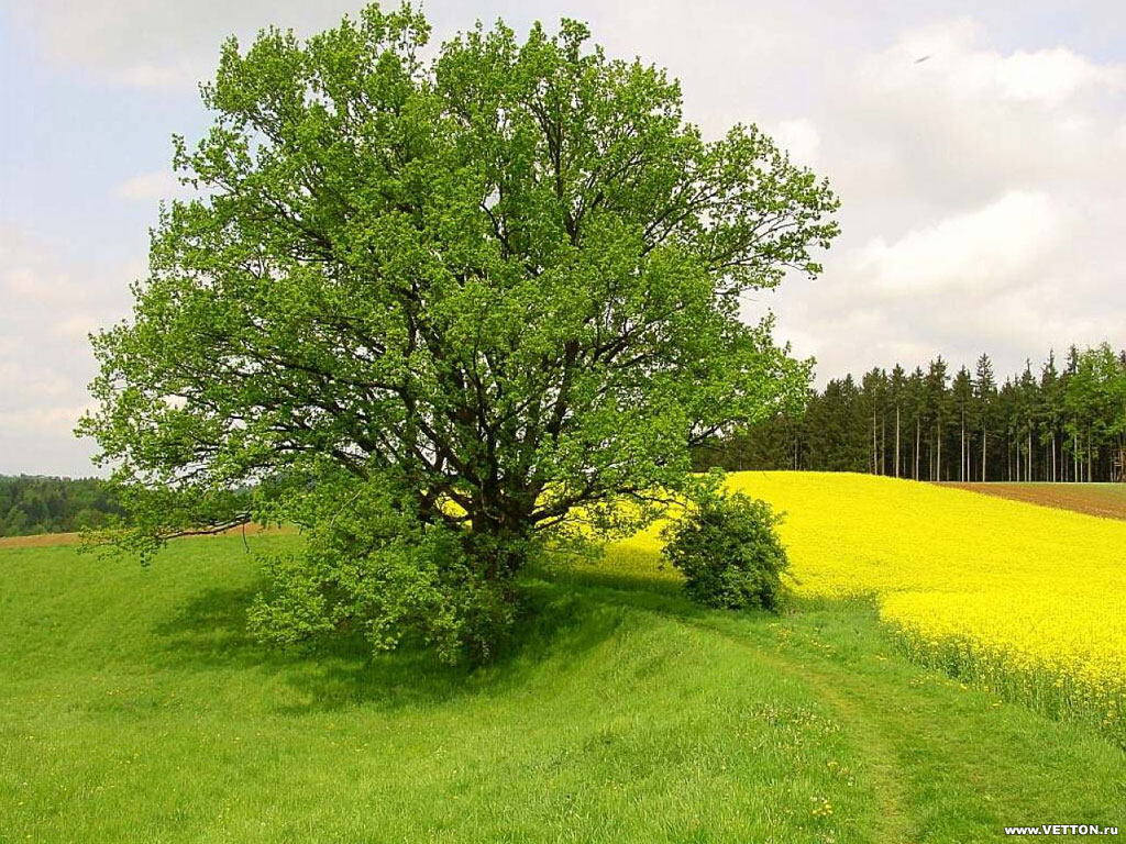 Picture gallary: Natural Beauty 7