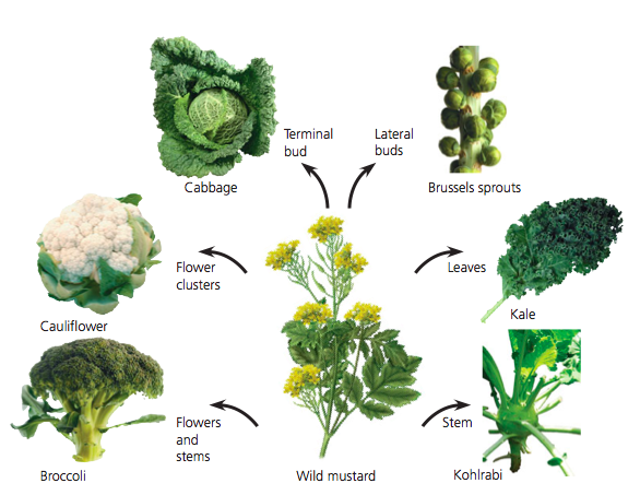 PLANT FAMILIES OF PUERTO RICO AND FLORIDA PAPO VIVES: BRASSICACEAE ...