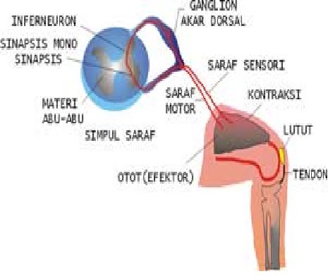 BIOLOGI: sistem saraf