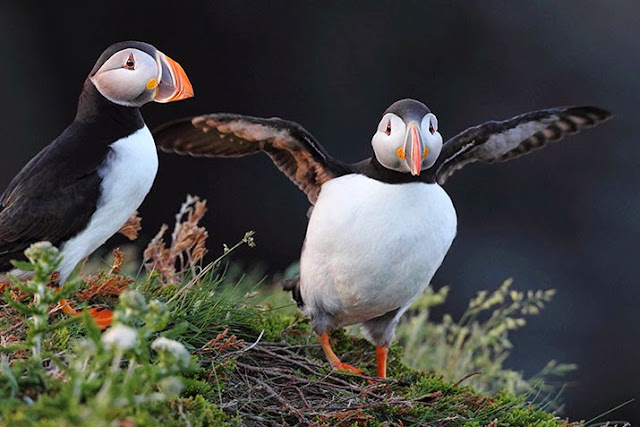 BARRY the BIRDER: How many fish can a puffin catch at one time?