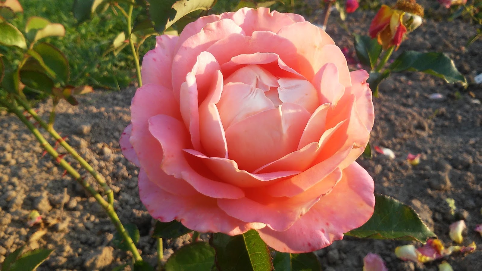 Ranczo Elma: Róża (Rosa) Alpine Sunset