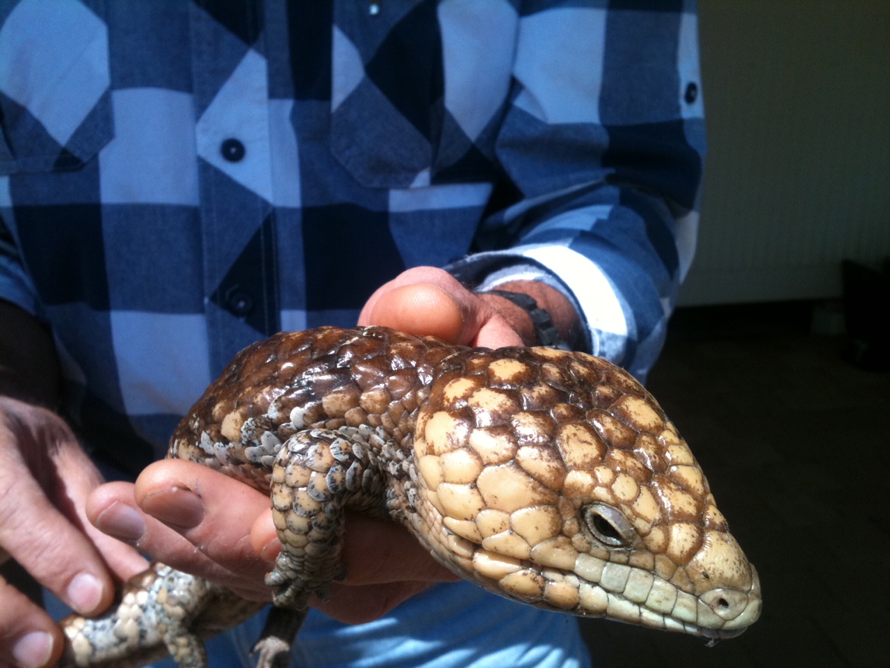 Wheatbelt biodiversity: Lazy Days Lizard