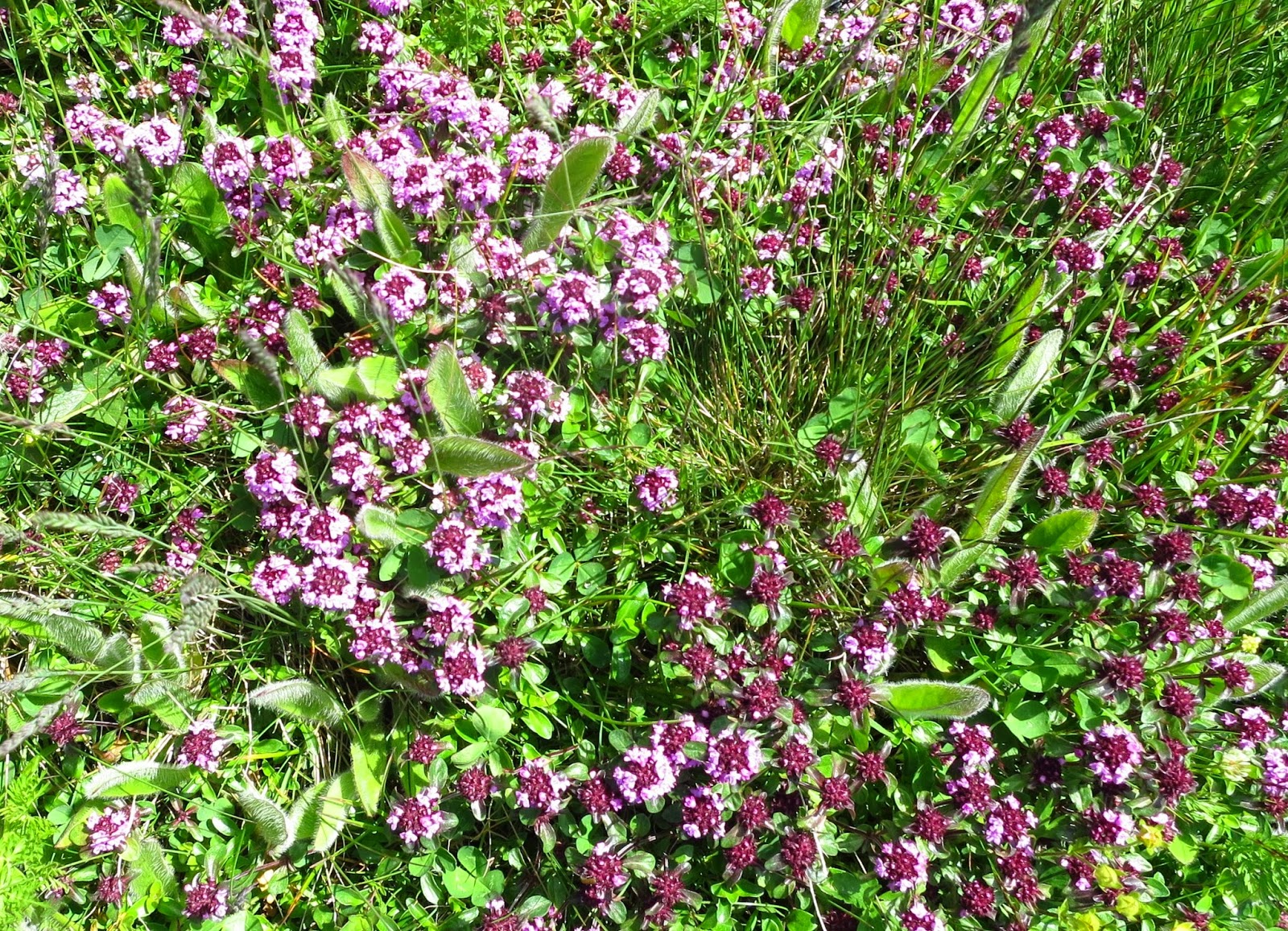 Călătorii cu copii: Sinaia - In cautarea rhododendronului
