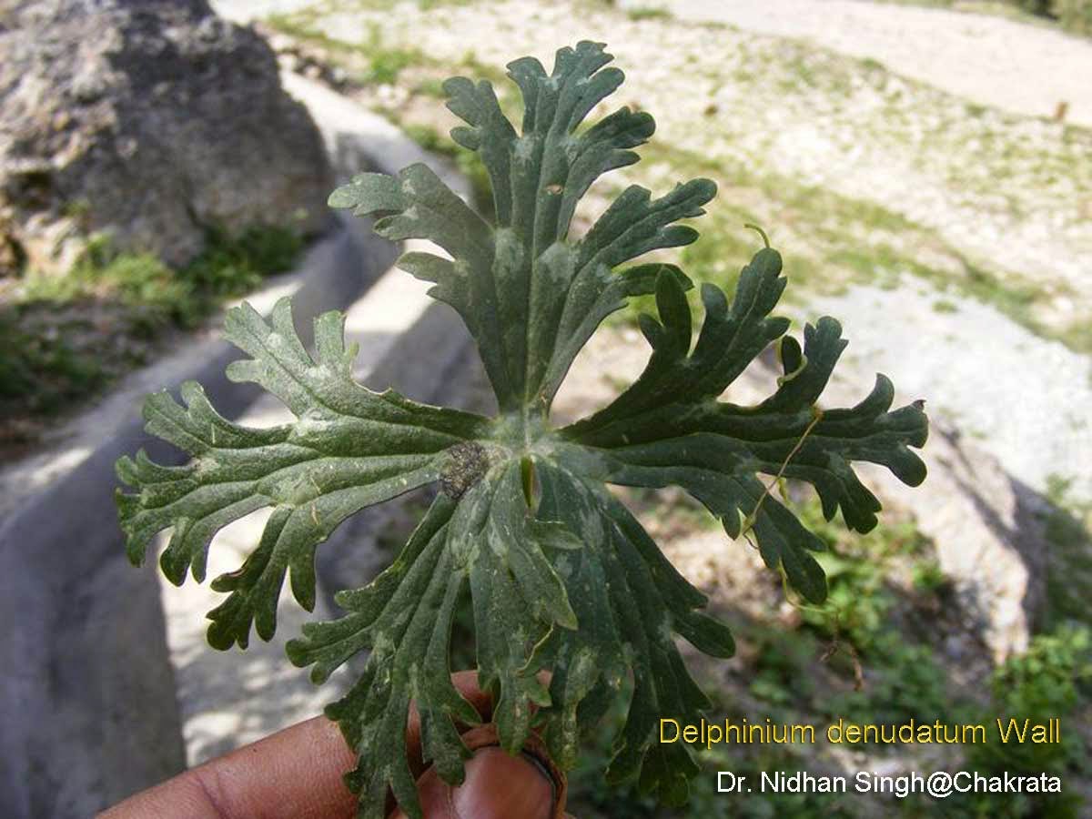 Medicinal Plants: Delphinium denudatum, Nirvisha