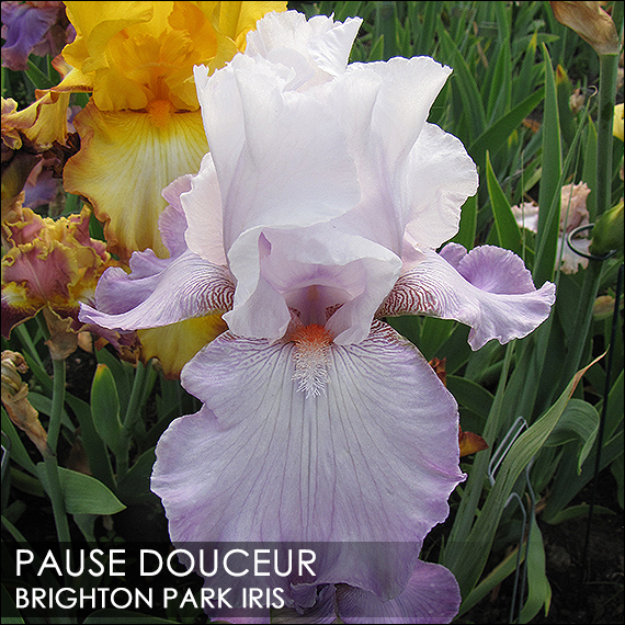 World of Irises: The Iris Grower's Struggle, Part II