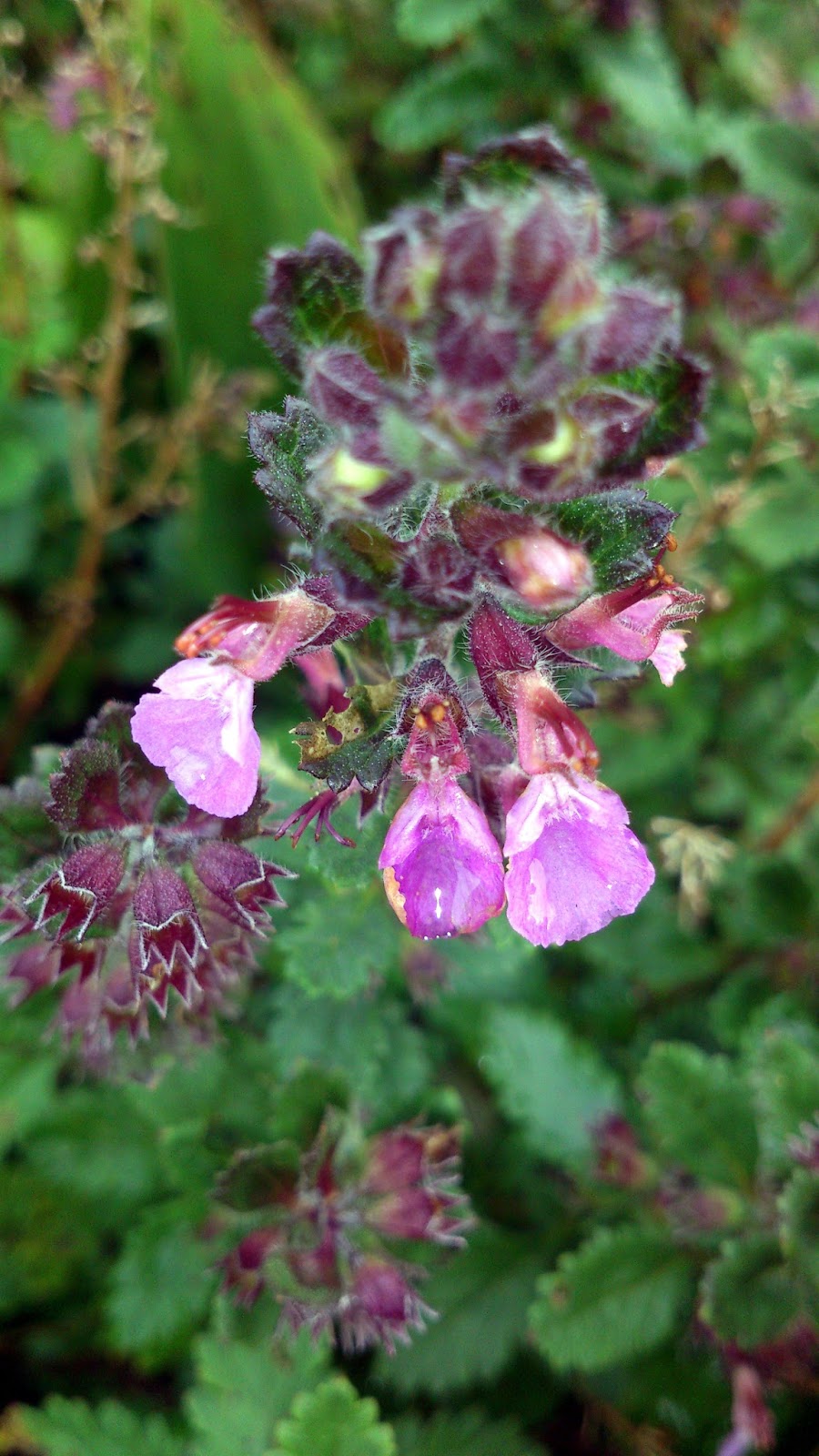Vademecum Interesting Plants: Teucrium chamaedrys - Ożanka właściwa ...