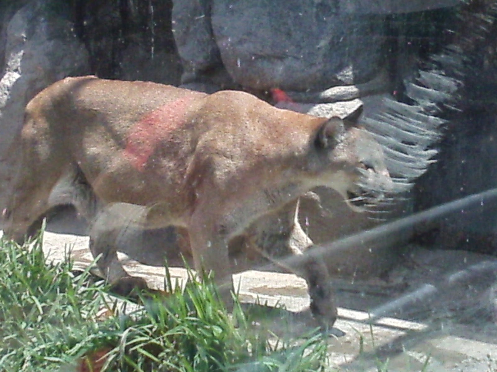 El blog de las MASCOTITAS: Parque de las Leyendas, Lima - Perú
