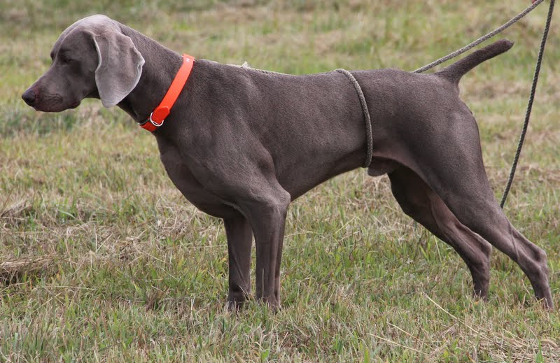 Ashbrooke Weimaraners: Fun with Vizslas