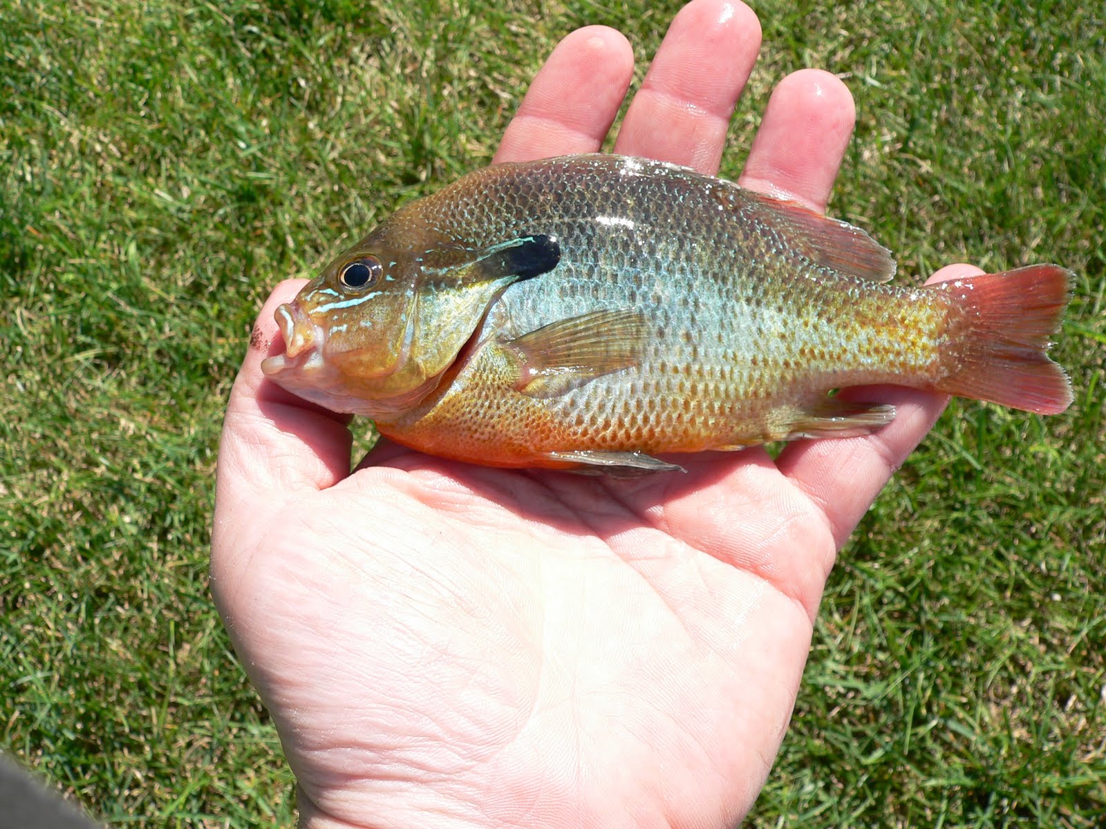 Catch-M-All: #26 redbreast sunfish