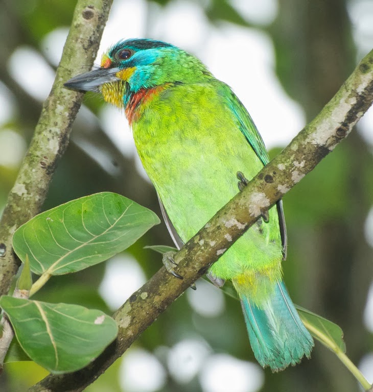 A Wandering Naturalist: Taiwan: In Da’an Park