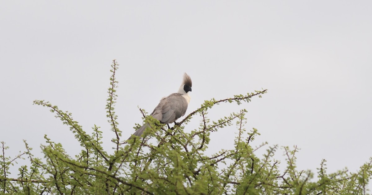 ZOOTHERA BIRDING BLOG: Tarangire National Park