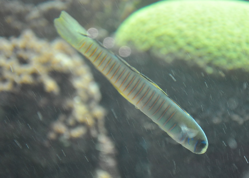 ZOOTOGRAFIANDO (6.100 ANIMALS): GOBIO BANDEADO / CHINESE ZEBRA GOBY ...