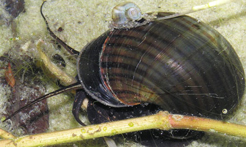 Meet 10 most Dangerous Animals in the world - Afro9jaland