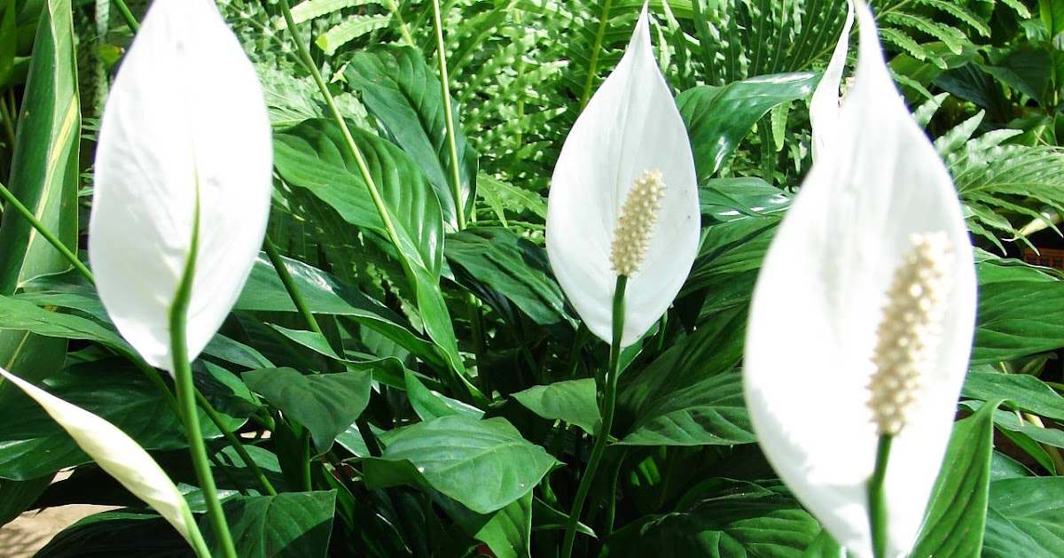 Cara Merawat Bunga Peace Lily Agar Rajin Berbunga
