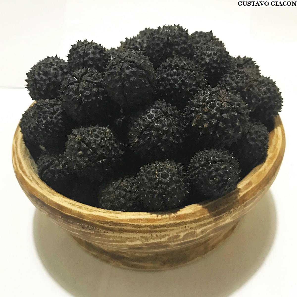 Viveiro Ciprest - Plantas Nativas e Exóticas: Mutamba ou Mutambo ...