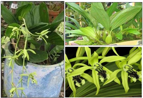 Anggrek Hitam ~ Tanaman Bunga Anggrek