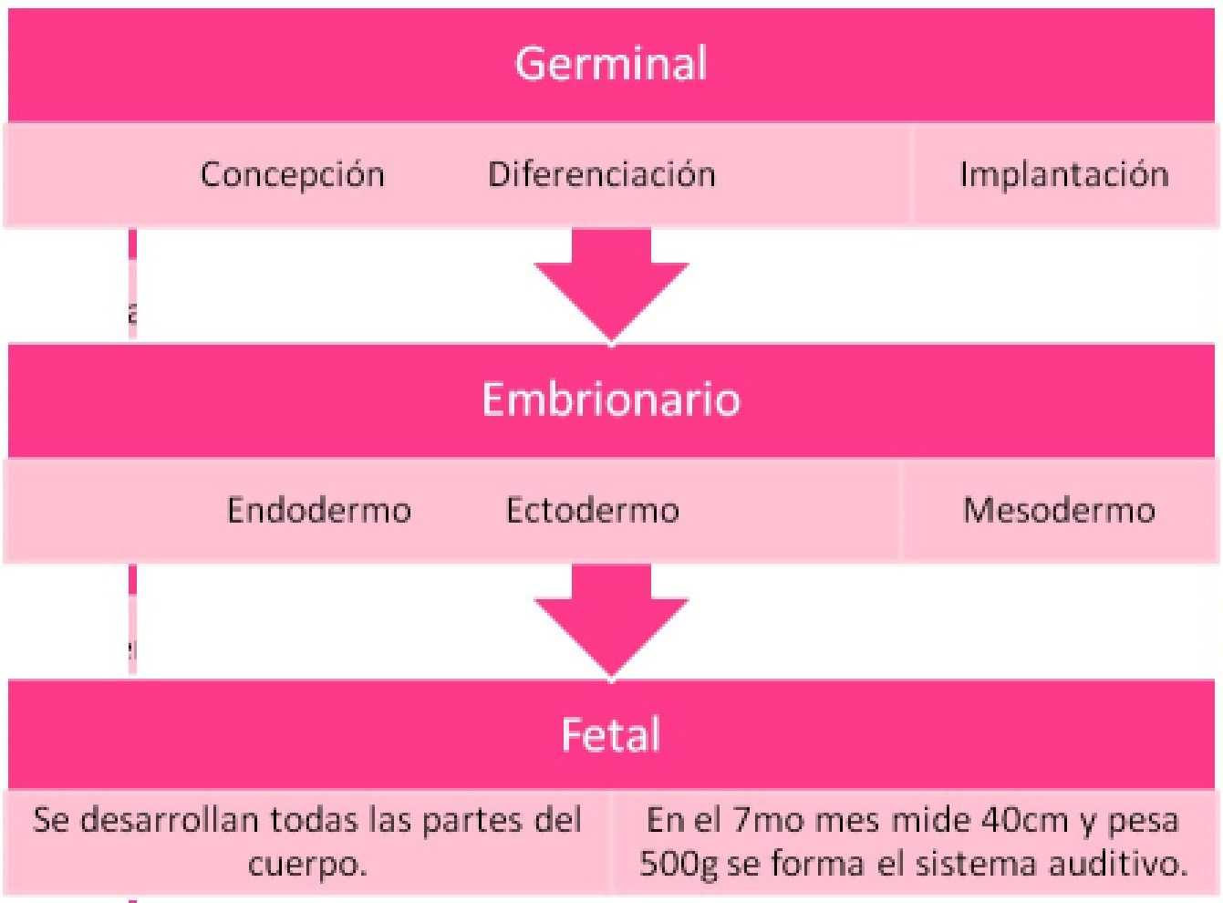 Desarrollo Prenatal y Nacimiento: Desarrollo Prenatal