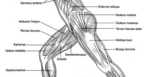 1012년 7월 싸이클링시 희한한 통증, 대퇴박근과 내측 햄스트링 통증 : 네이버 블로그