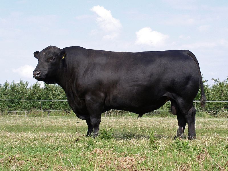 VACI DIN IMPORT: Vaci ANGUS