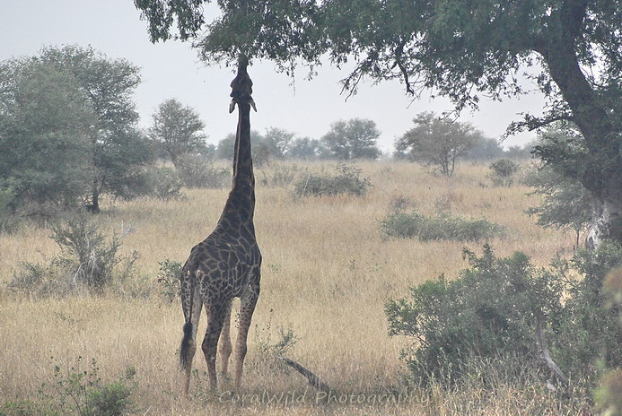 Coral Wild - A Safari Guides Diary: The Astonishing Giraffe