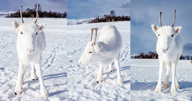 Extremely Rare White Baby Reindeer Almost Disappears Into the Snowy ...