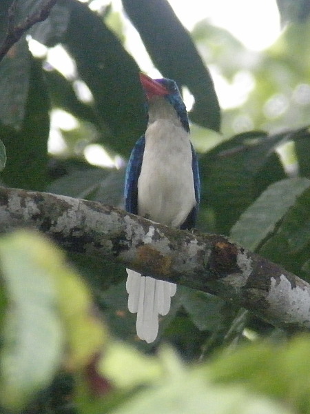 birding never sleeps: WEST PAPUA Biak & Numfor (5-8 August 2013)