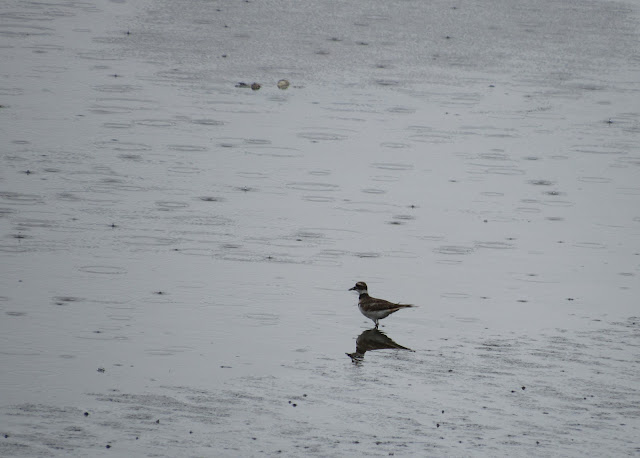 The Wild Land of Lincoln: Dead Carp, Trespassing, and... Goofy Ridge ...