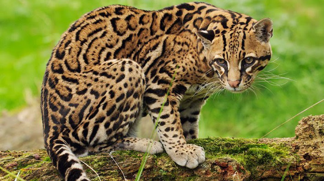 What is the Recovery Plan for Ocelots?