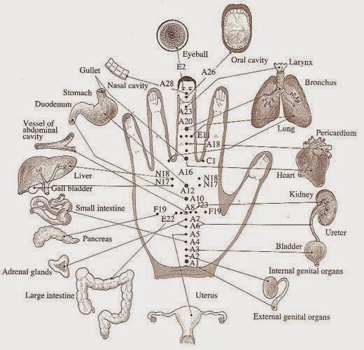 Each Finger Is Tied To Two Organs This Japanese Method Will Help The ...