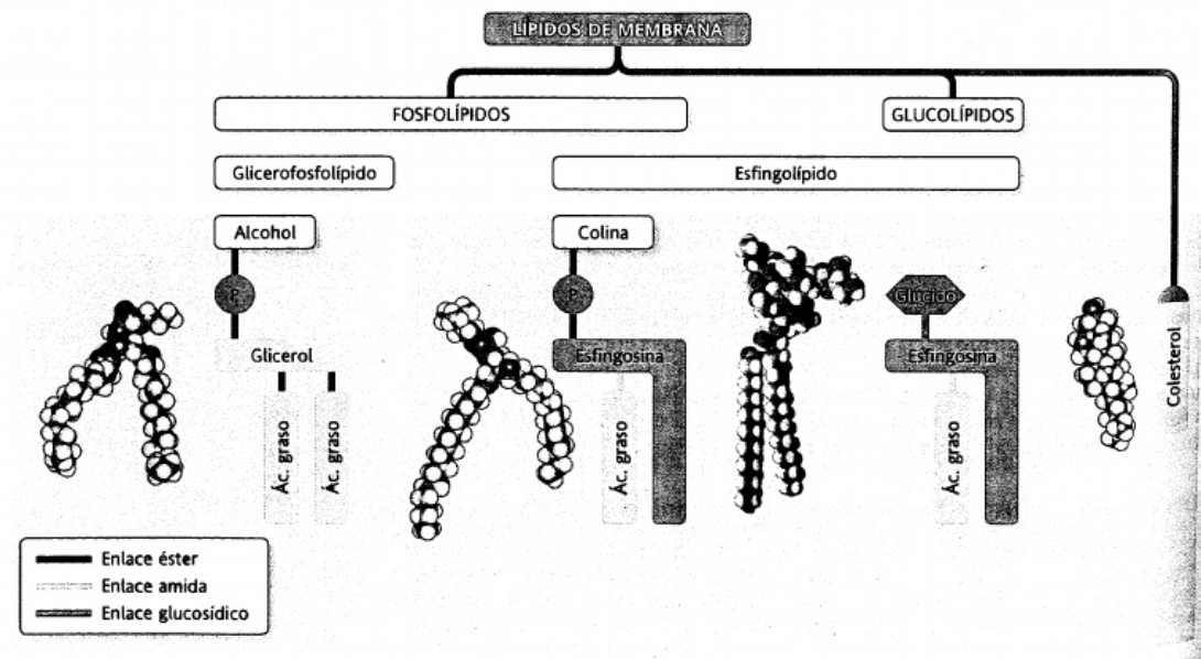 Quiero Ser Médico: Lípidos 2: Lípidos saponificables