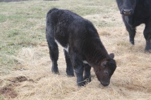 Lautner Farms: I-80 Healthy and Collecting! - I-80 Semen available at ...